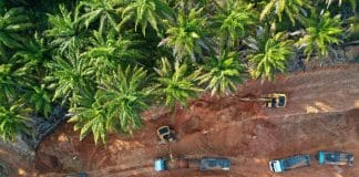 deforestation - BusinessToday