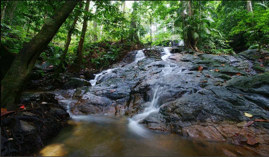 FRIM Selangor Forest Park Named Malaysia’s Sixth UNESCO World Heritage Site