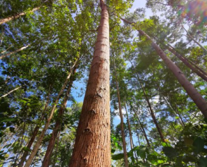 Malaysia's Strong 2024 PPI Was Influenced By Agri, Forestry, Fishery Sectors