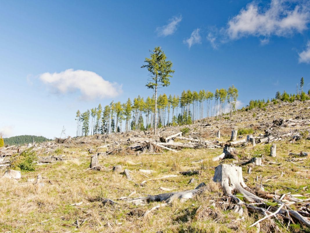 From Forest To Flood