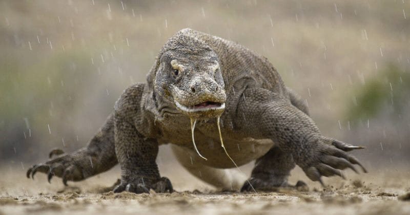 Indonesia Closes Off Komodo Islands Due To Extreme Weather
