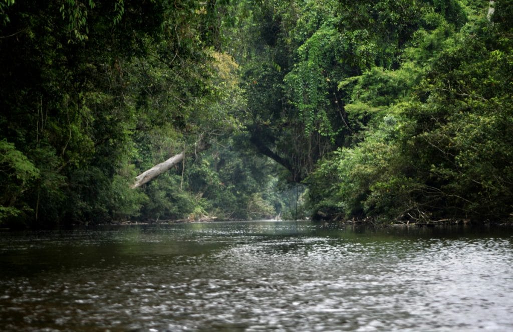 Perak To Review Hiking SOPs, Consider Forest Entry Cut-Off Times ...
